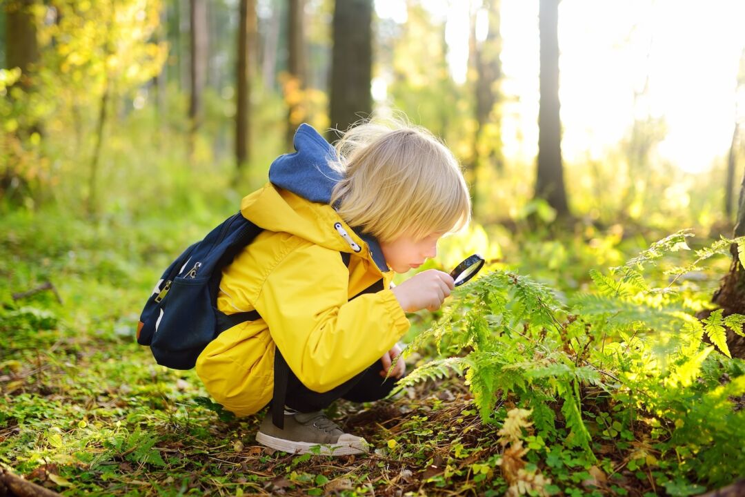 Aprender explorando: actividades al aire libre que estimulan el desarrollo infantil - Sentirse ...